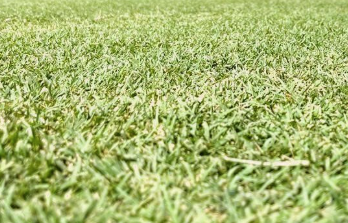 PINNACLE III PERENNIAL RYEGRASS P/KG – WA Farm Shop