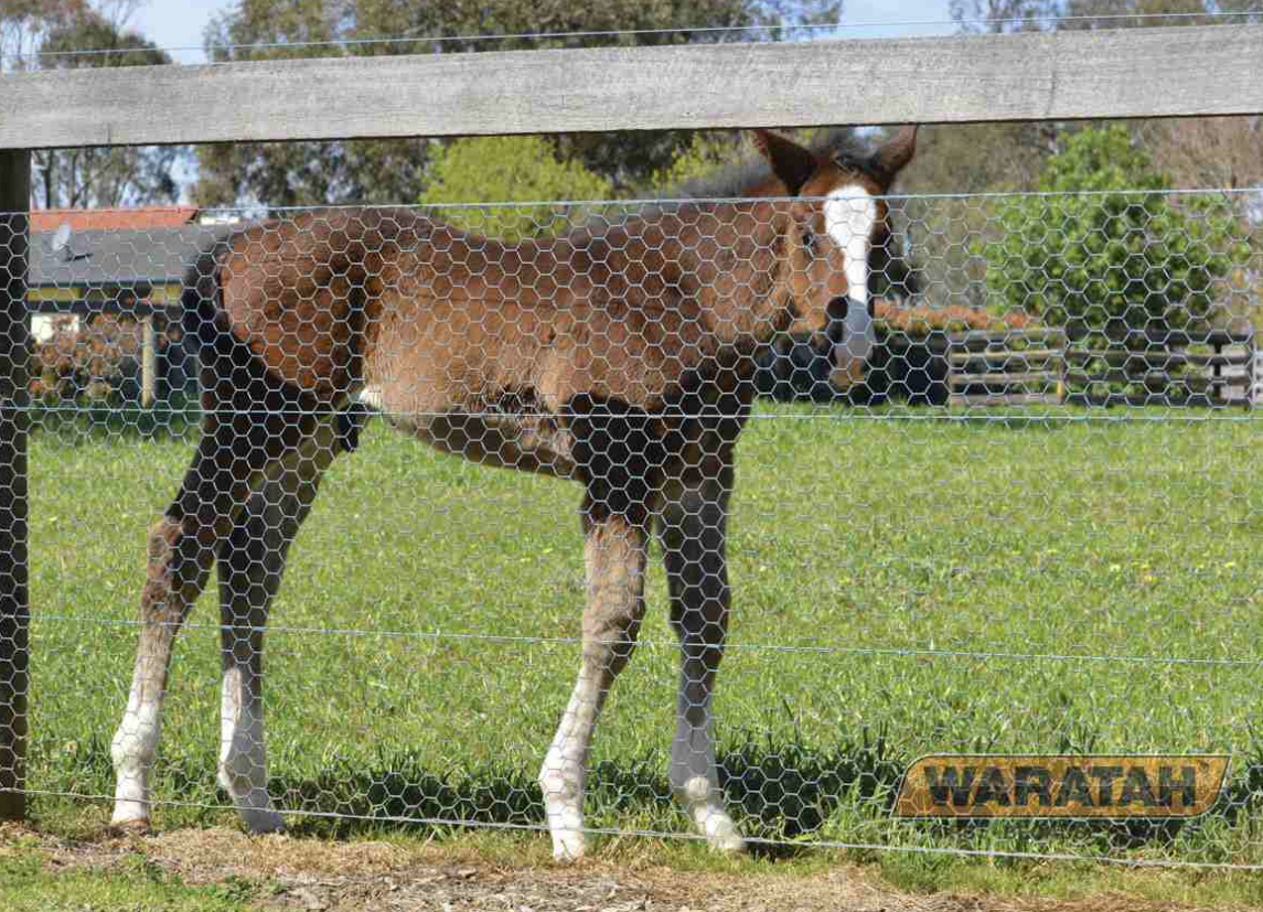 WARATAH NETTING – WA Farm Shop